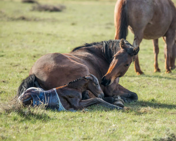 Equine Breeding – SMARTcert Canada